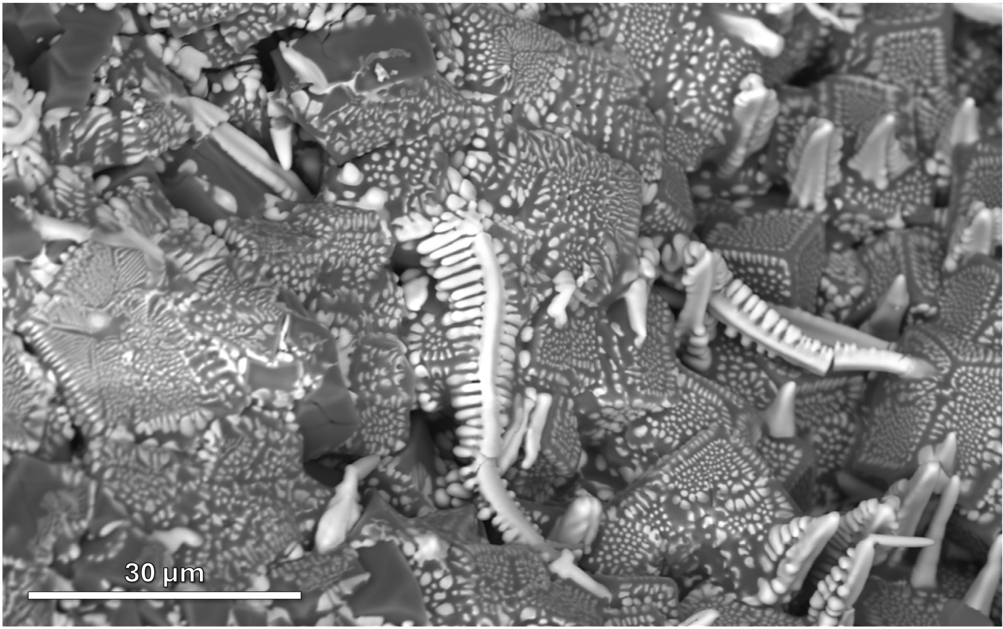 ISM2025 | Micrographs Competition