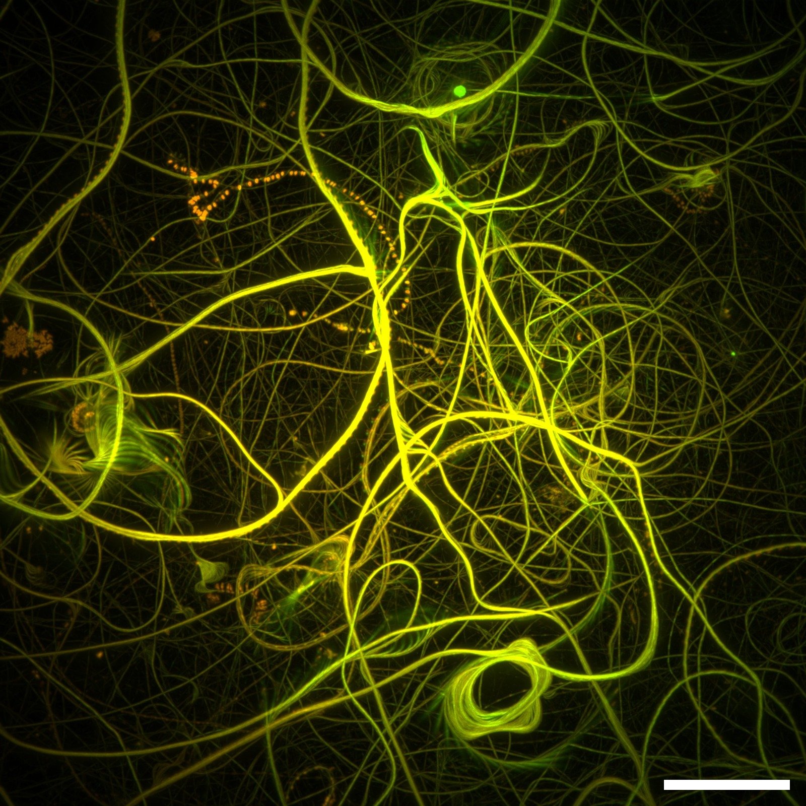 ISM2025 | Micrographs Competition