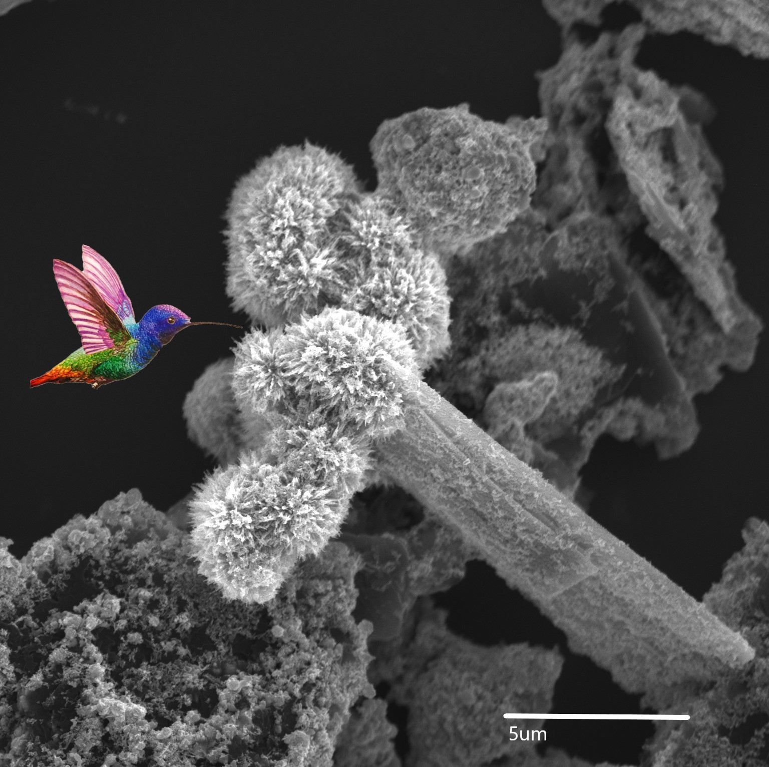 ISM2025 | Micrographs Competition